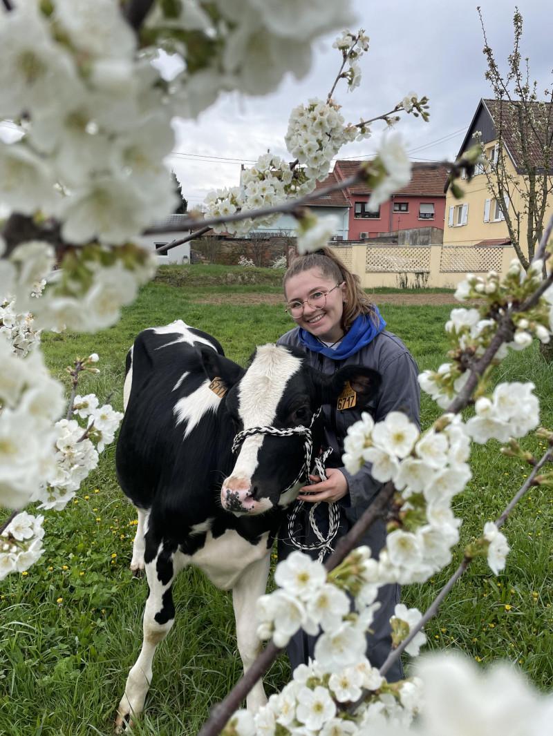 Deux passionnées pour trois génisses | PHR - Paysan du Haut-Rhin